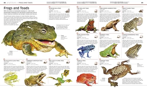 Animal! (DK Knowledge Encyclopedias)