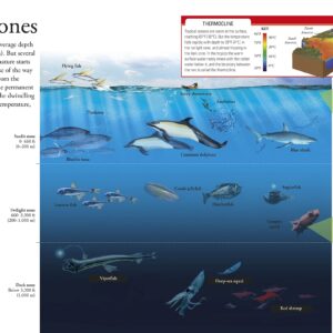 Ocean: A Visual Encyclopedia (DK Children's Visual Encyclopedias)