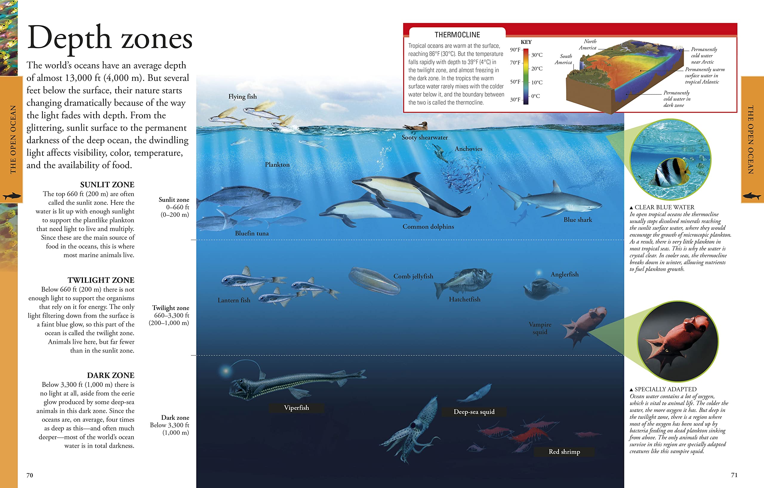 Ocean: A Visual Encyclopedia (DK Children's Visual Encyclopedias)