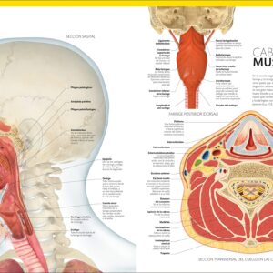 El gran libro del cuerpo humano (The Complete Human Body): Segunda edición. Ampliada y actualizada (DK Human Body Guides) (Spanish Edition)