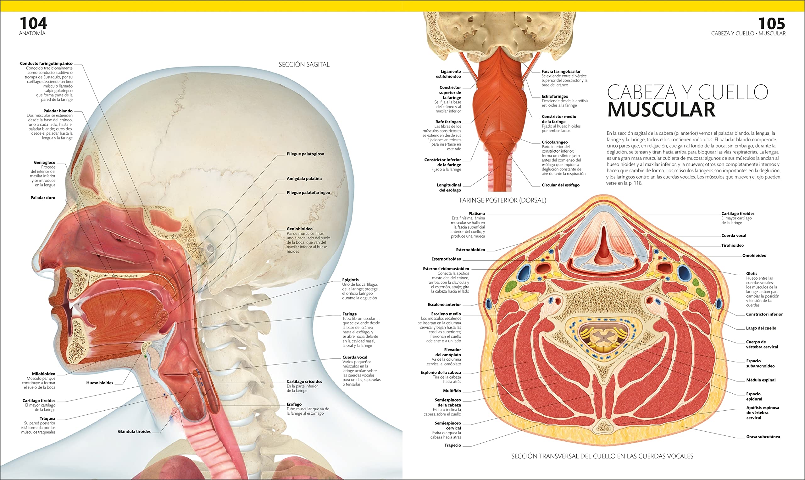 El gran libro del cuerpo humano (The Complete Human Body): Segunda edición. Ampliada y actualizada (DK Human Body Guides) (Spanish Edition)