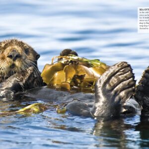 Ocean: A Visual Encyclopedia (DK Children's Visual Encyclopedias)