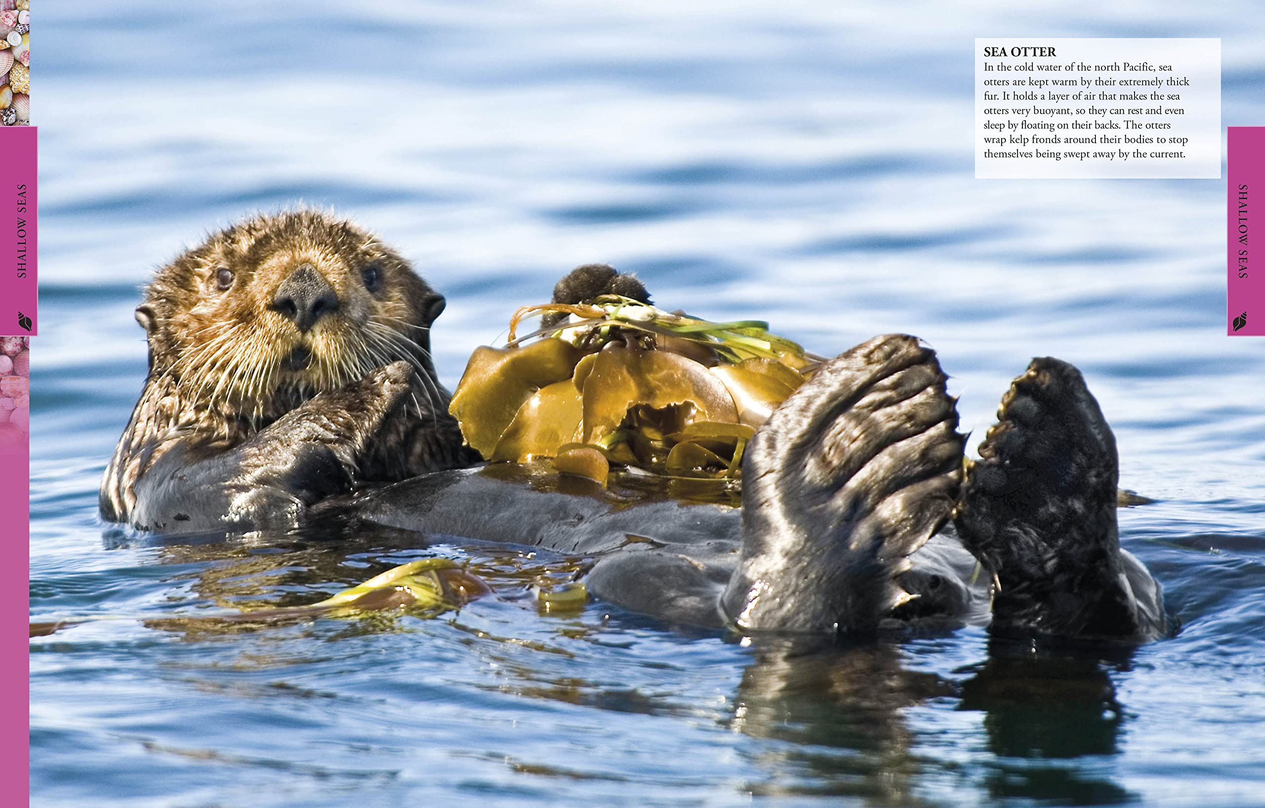 Ocean: A Visual Encyclopedia (DK Children's Visual Encyclopedias)