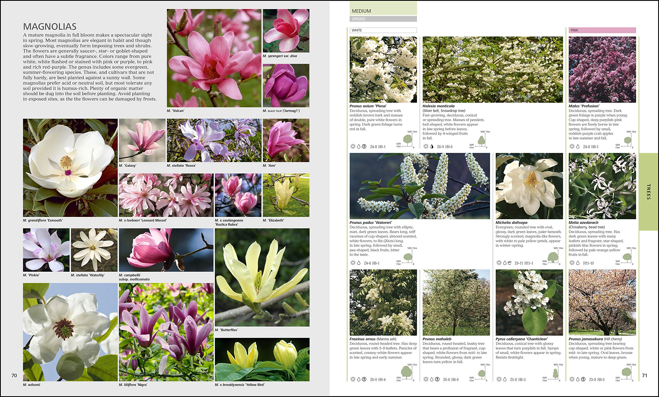 Encyclopedia of Plants and Flowers