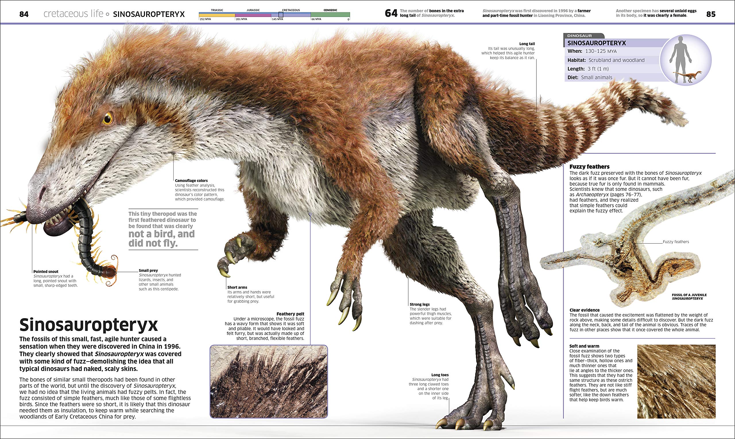 Knowledge Encyclopedia Dinosaur!: Over 60 Prehistoric Creatures as You've Never Seen Them Before (DK Knowledge Encyclopedias)