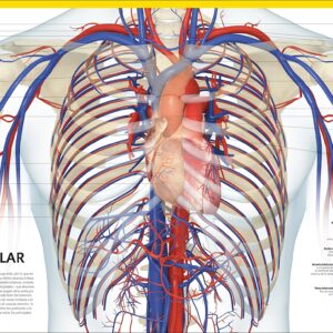 El gran libro del cuerpo humano (The Complete Human Body): Segunda edición. Ampliada y actualizada (DK Human Body Guides) (Spanish Edition)