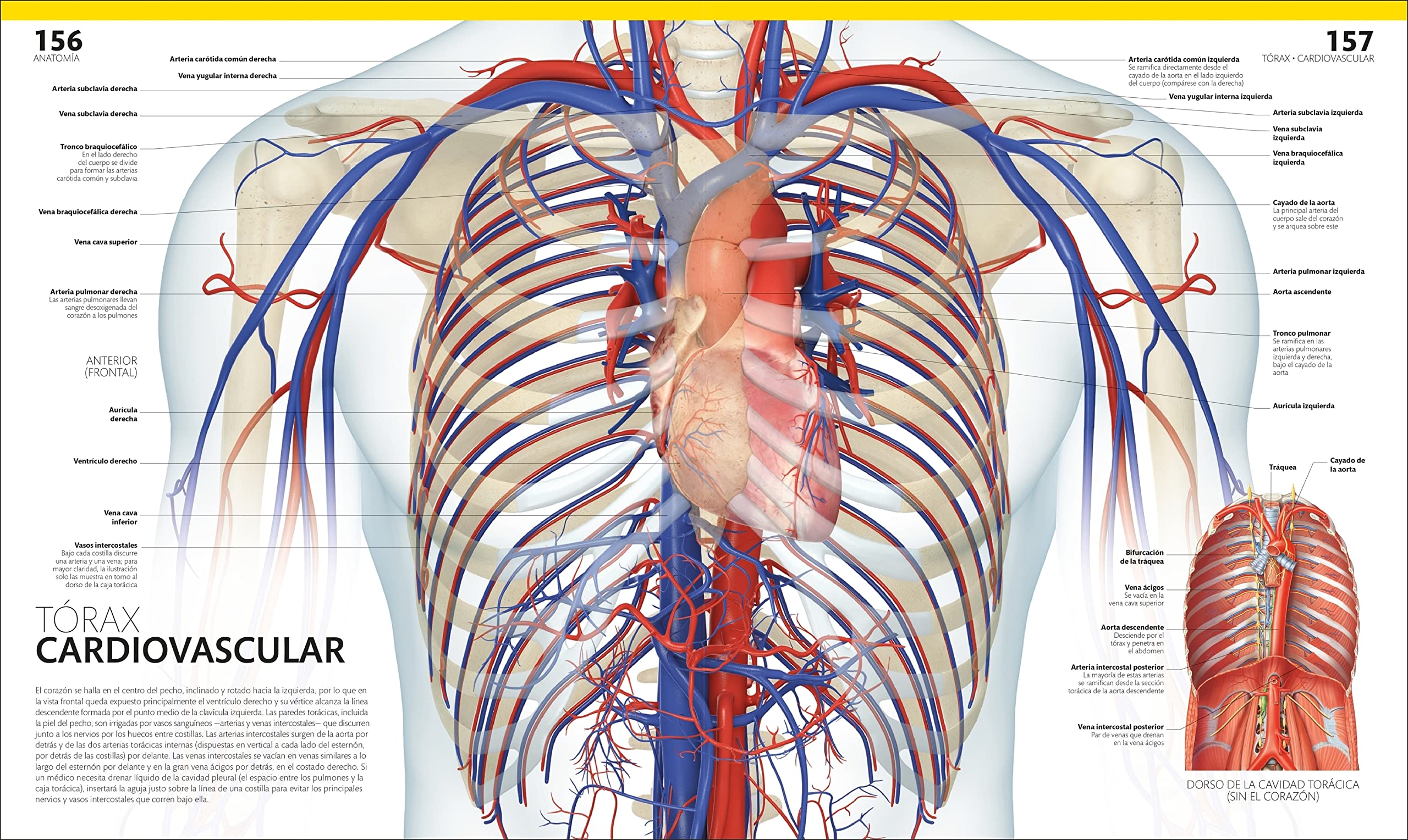 El gran libro del cuerpo humano (The Complete Human Body): Segunda edición. Ampliada y actualizada (DK Human Body Guides) (Spanish Edition)