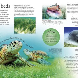 Ocean: A Visual Encyclopedia (DK Children's Visual Encyclopedias)