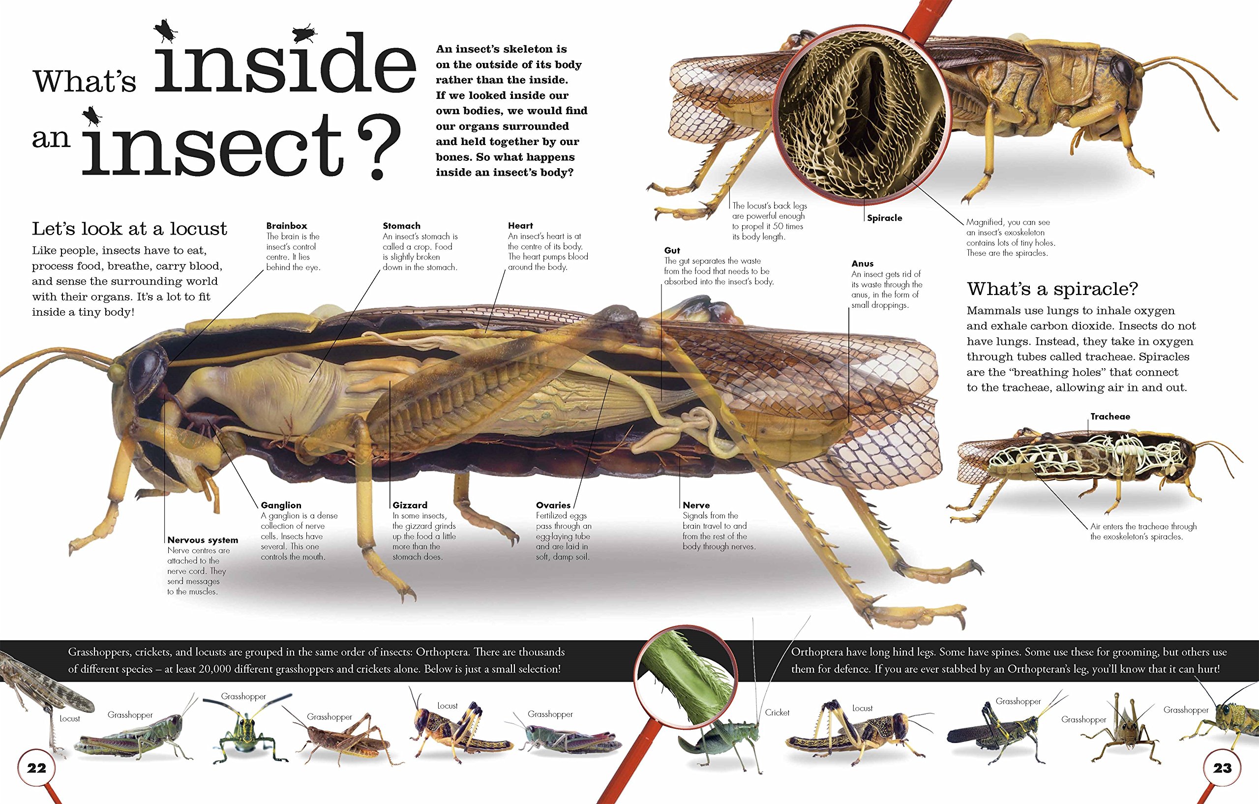 Everything You Need to Know About Bugs