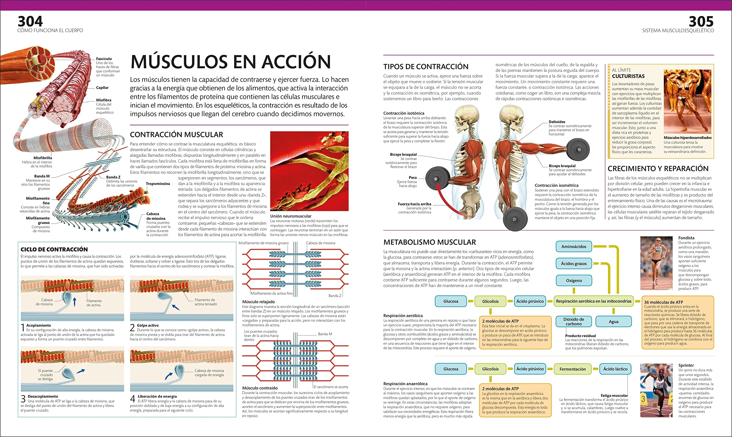 El gran libro del cuerpo humano (The Complete Human Body): Segunda edición. Ampliada y actualizada (DK Human Body Guides) (Spanish Edition)