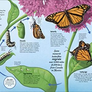 Life Cycles: Everything from Start to Finish (DK Life Cycles)