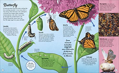 Life Cycles: Everything from Start to Finish (DK Life Cycles)