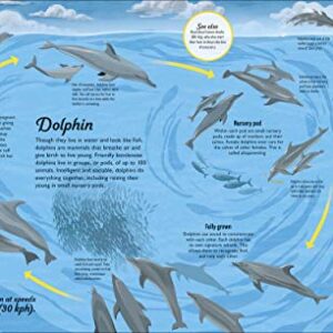 Life Cycles: Everything from Start to Finish (DK Life Cycles)