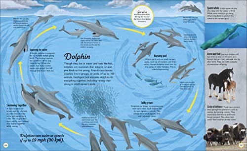 Life Cycles: Everything from Start to Finish (DK Life Cycles)