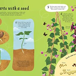 It all starts with a seed... How food grows