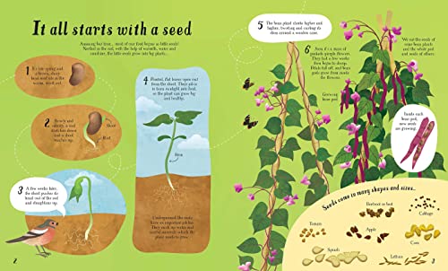 It all starts with a seed... How food grows