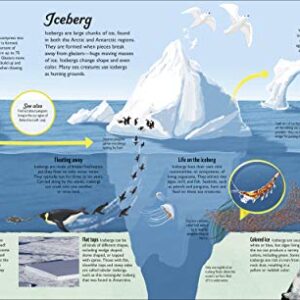 Life Cycles: Everything from Start to Finish (DK Life Cycles)