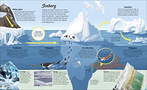 Life Cycles: Everything from Start to Finish (DK Life Cycles)