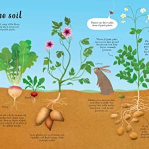 It all starts with a seed... How food grows