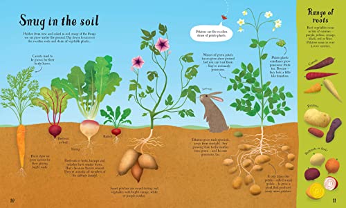 It all starts with a seed... How food grows