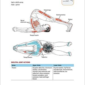 Yoga Anatomy