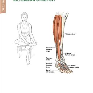 Stretching Anatomy