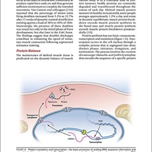 Science and Development of Muscle Hypertrophy