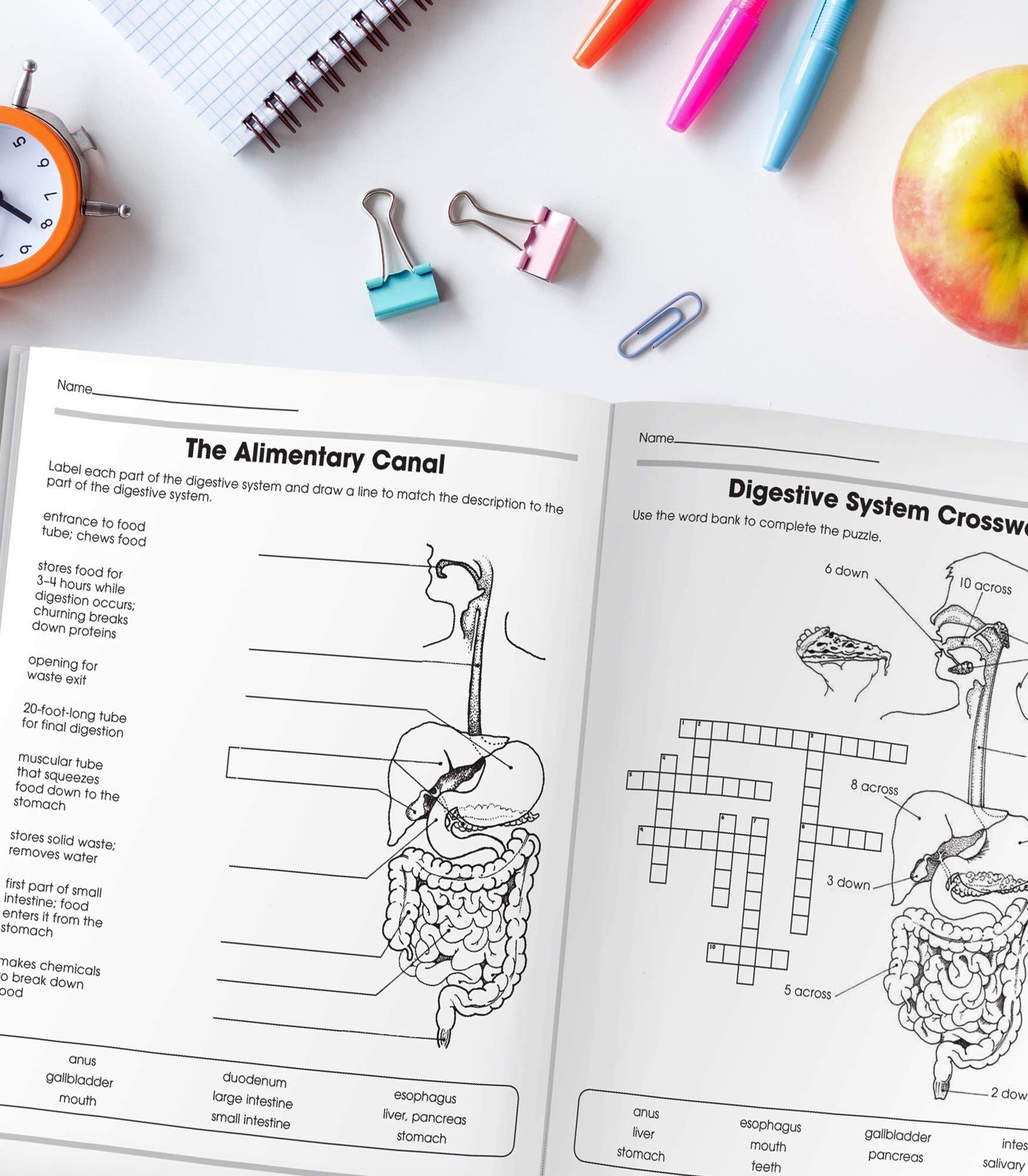 Carson Dellosa The 100+ Series: Human Body Workbook―Grades 5-8 Science Book, Human Anatomy, Bones, Muscles, Organs, the Nervous System, Health and Nutrition (128 pgs) (Volume 13)