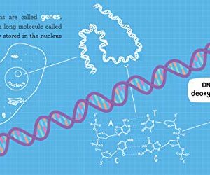 Baby Biochemist: DNA: Discover the Amazing Science Behind Your Body's Molecular Instructions! (Human Body Books, Science Gifts, Medical Books for Kids) (Baby University)