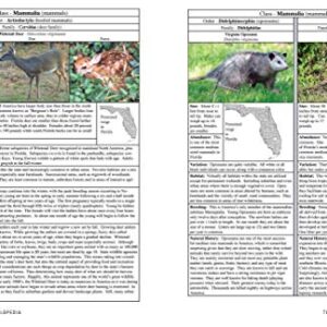 Florida Wildlife Encyclopedia: An Illustrated Guide to Birds, Fish, Mammals, Reptiles, and Amphibians