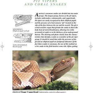 U.S. Guide to Venomous Snakes and Their Mimics