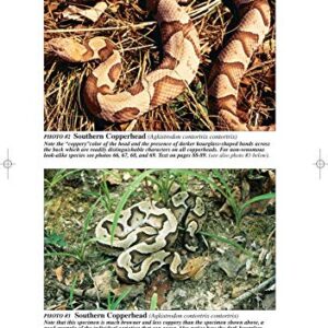 U.S. Guide to Venomous Snakes and Their Mimics