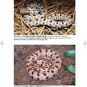 U.S. Guide to Venomous Snakes and Their Mimics