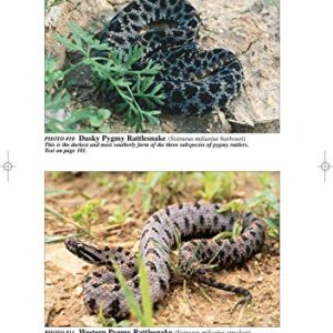 U.S. Guide to Venomous Snakes and Their Mimics