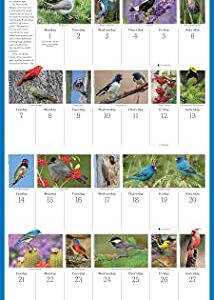 Audubon Songbirds and Other Backyard Birds Picture-A-Day Wall Calendar 2022: Your Daily Sighting of Songsters that Bring Color, Joy, and Sweet Melodies.