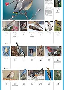 Audubon Songbirds and Other Backyard Birds Picture-A-Day Wall Calendar 2022: Your Daily Sighting of Songsters that Bring Color, Joy, and Sweet Melodies.