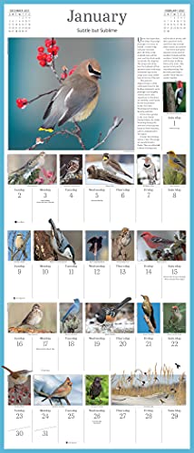 Audubon Songbirds and Other Backyard Birds Picture-A-Day Wall Calendar 2022: Your Daily Sighting of Songsters that Bring Color, Joy, and Sweet Melodies.