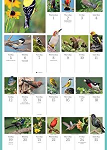 Audubon Songbirds and Other Backyard Birds Picture-A-Day Wall Calendar 2022: Your Daily Sighting of Songsters that Bring Color, Joy, and Sweet Melodies.