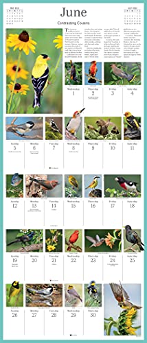 Audubon Songbirds and Other Backyard Birds Picture-A-Day Wall Calendar 2022: Your Daily Sighting of Songsters that Bring Color, Joy, and Sweet Melodies.