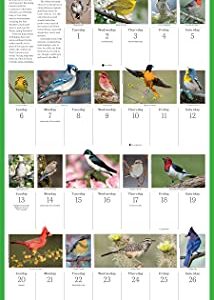 Audubon Songbirds and Other Backyard Birds Picture-A-Day Wall Calendar 2022: Your Daily Sighting of Songsters that Bring Color, Joy, and Sweet Melodies.