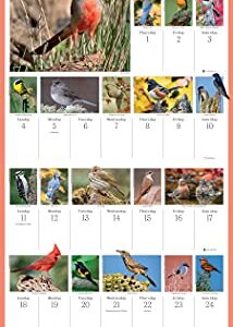 Audubon Songbirds and Other Backyard Birds Picture-A-Day Wall Calendar 2022: Your Daily Sighting of Songsters that Bring Color, Joy, and Sweet Melodies.