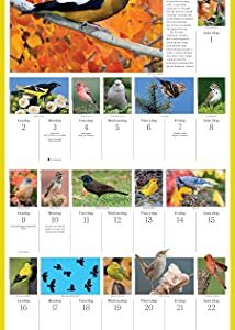 Audubon Songbirds and Other Backyard Birds Picture-A-Day Wall Calendar 2022: Your Daily Sighting of Songsters that Bring Color, Joy, and Sweet Melodies.