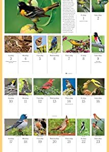 Audubon Songbirds and Other Backyard Birds Picture-A-Day Wall Calendar 2022: Your Daily Sighting of Songsters that Bring Color, Joy, and Sweet Melodies.