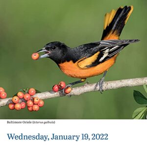 Audubon Birds Page-A-Day Calendar 2022