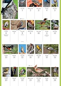 Audubon Songbirds and Other Backyard Birds Picture-A-Day Wall Calendar 2022: Your Daily Sighting of Songsters that Bring Color, Joy, and Sweet Melodies.