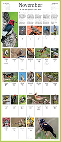 Audubon Songbirds and Other Backyard Birds Picture-A-Day Wall Calendar 2022: Your Daily Sighting of Songsters that Bring Color, Joy, and Sweet Melodies.