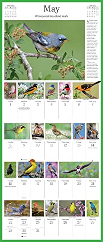 Audubon Songbirds and Other Backyard Birds Picture-A-Day Wall Calendar 2022: Your Daily Sighting of Songsters that Bring Color, Joy, and Sweet Melodies.