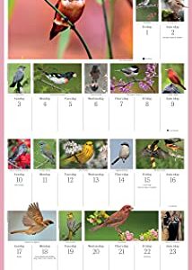 Audubon Songbirds and Other Backyard Birds Picture-A-Day Wall Calendar 2022: Your Daily Sighting of Songsters that Bring Color, Joy, and Sweet Melodies.