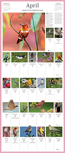 Audubon Songbirds and Other Backyard Birds Picture-A-Day Wall Calendar 2022: Your Daily Sighting of Songsters that Bring Color, Joy, and Sweet Melodies.