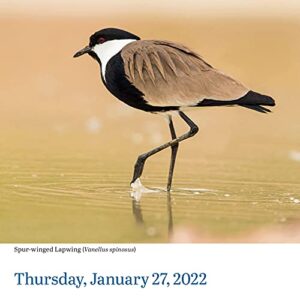 Audubon Birds Page-A-Day Calendar 2022